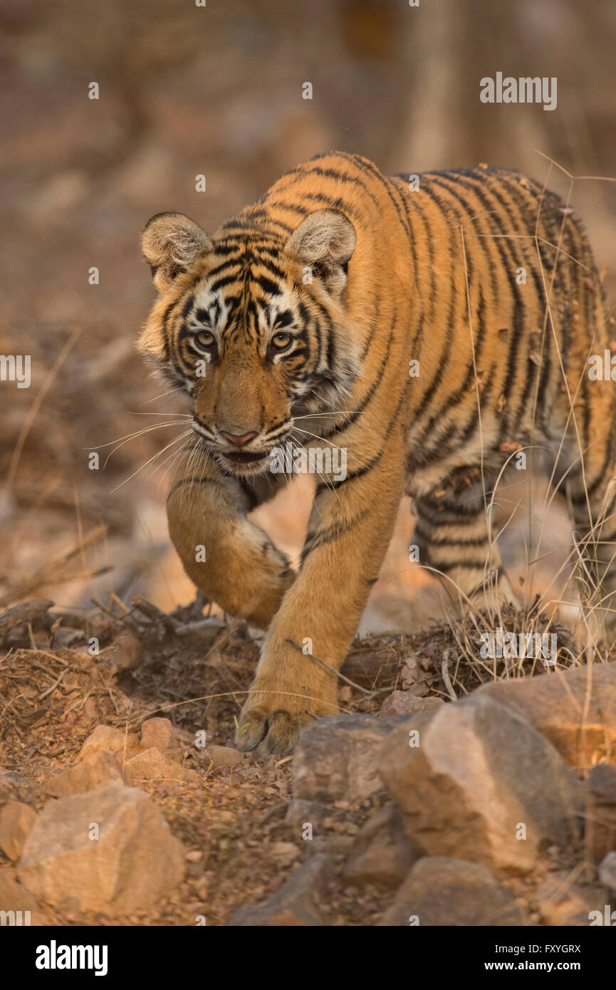 Tiger approaching wild animal hi-res stock photography and images - Alamy