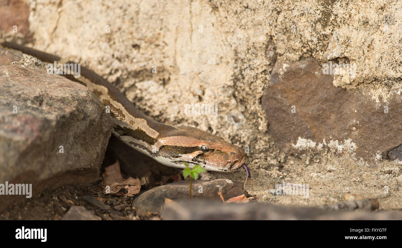 Indian Rock Python or Indian Python (Python molurus) in Ranthambhore ...