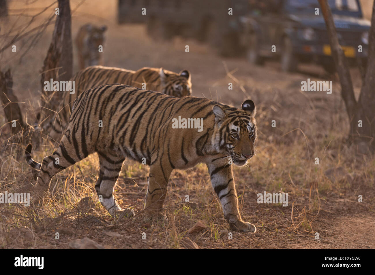Tourist vehicles following three sub-adult Bengal Tigers (Panthera ...