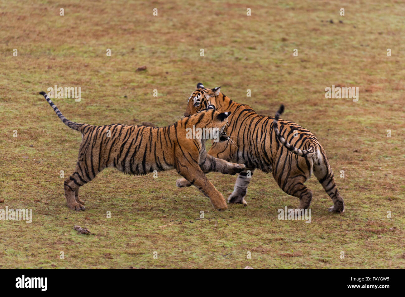 Fighting tigers hi-res stock photography and images - Alamy