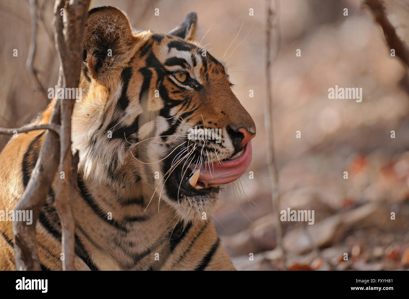 Tiger nose hi-res stock photography and images - Alamy