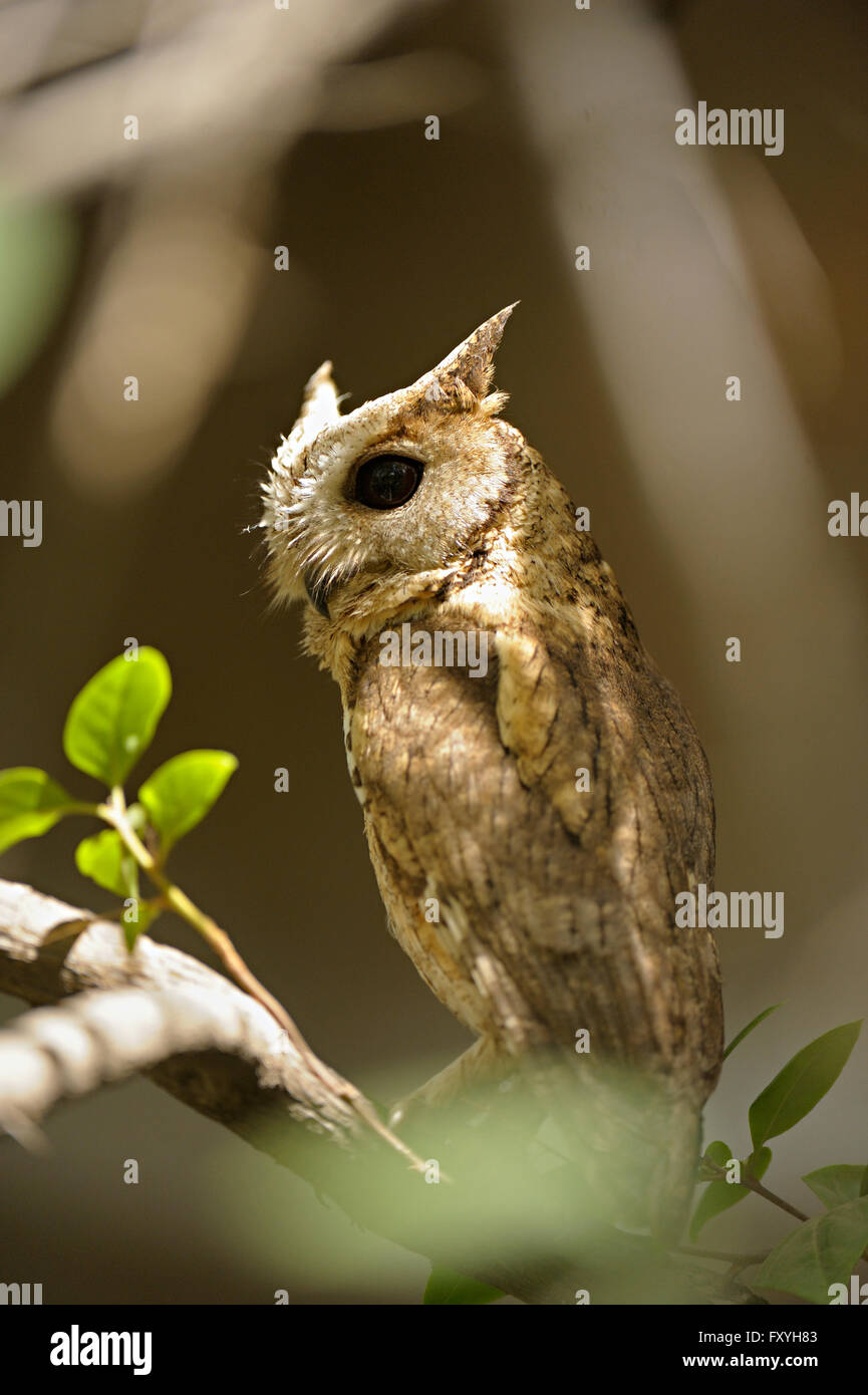 Collared Scops Owl (Otus lettia), Ranthambore National Park, Rajasthan ...
