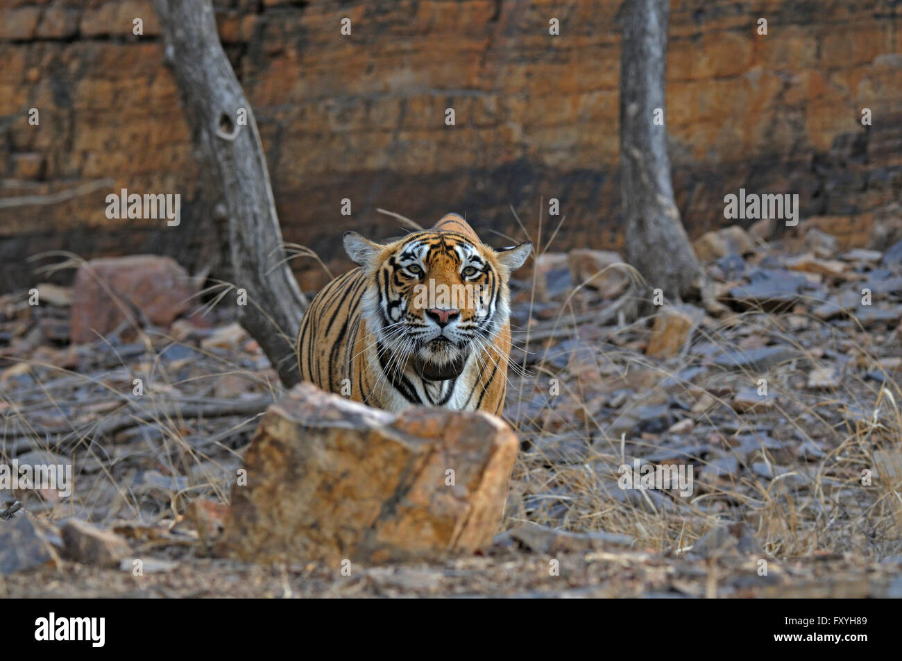 Collared bengal tiger tigress hi-res stock photography and images - Alamy