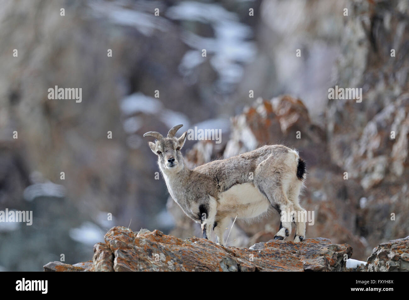 Bharal or Himalayan blue sheep or Naur (Pseudois nayaur) at a rocky ...