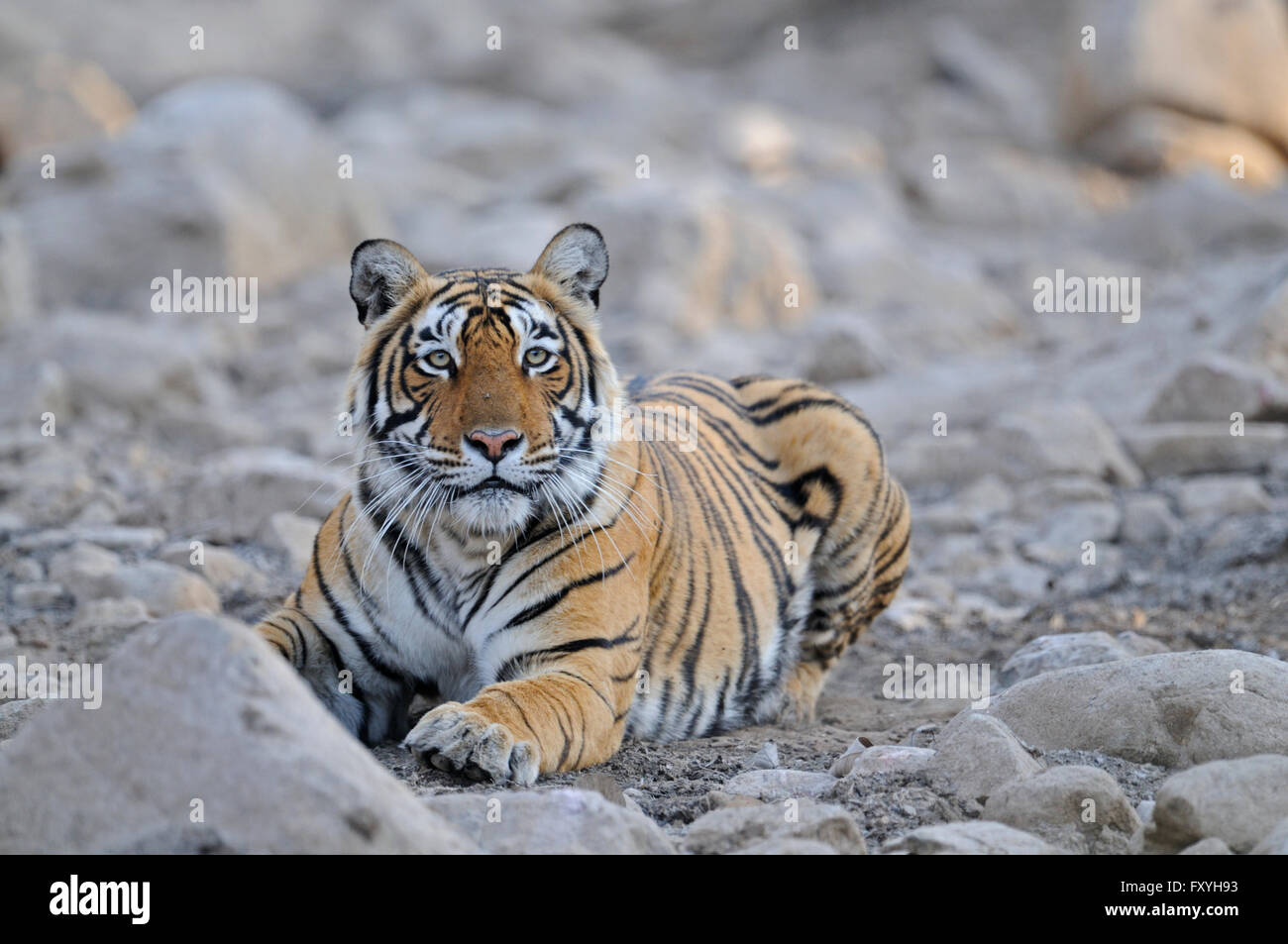 Indian or Bengal Tiger (Panthera tigris tigris), Ranthambore National ...