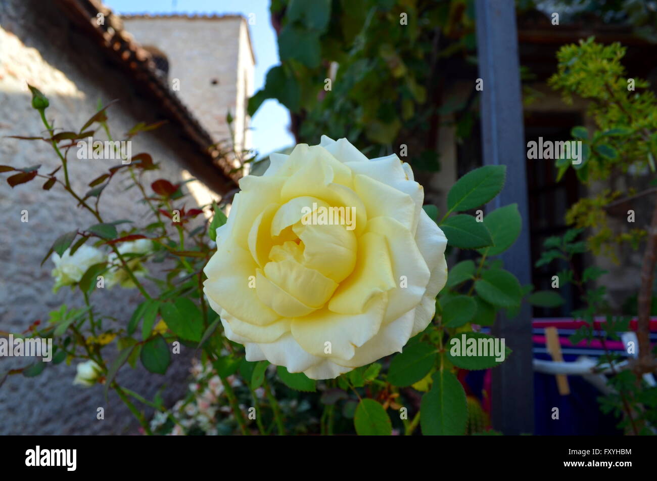 A beautiful deep yellow rose Stock Photo - Alamy