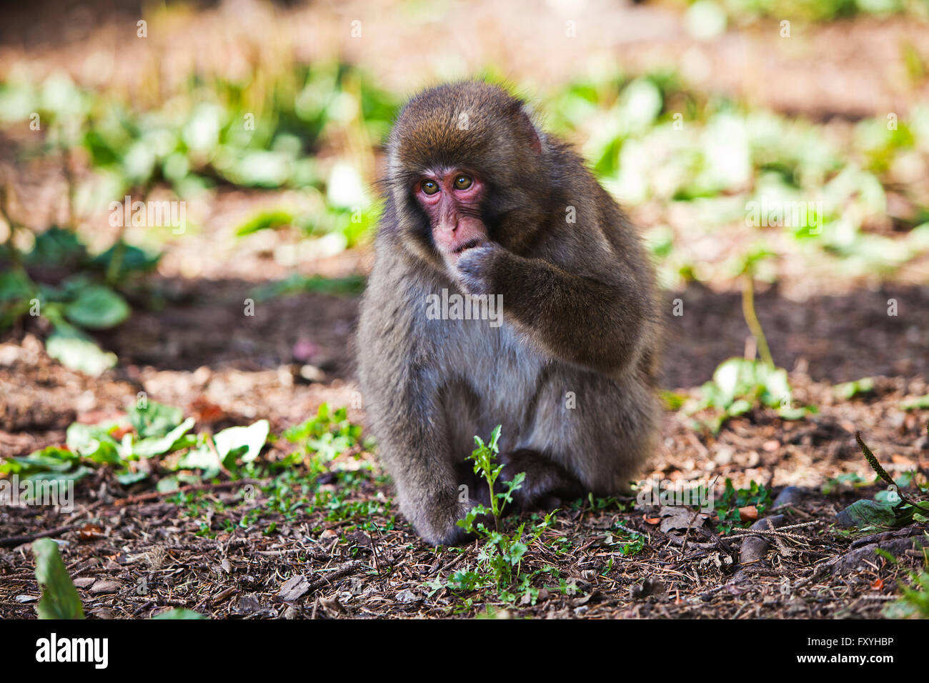 Japanese Macaque, also Snow Monkey (Macaca fuscata), captive, Landskron ...