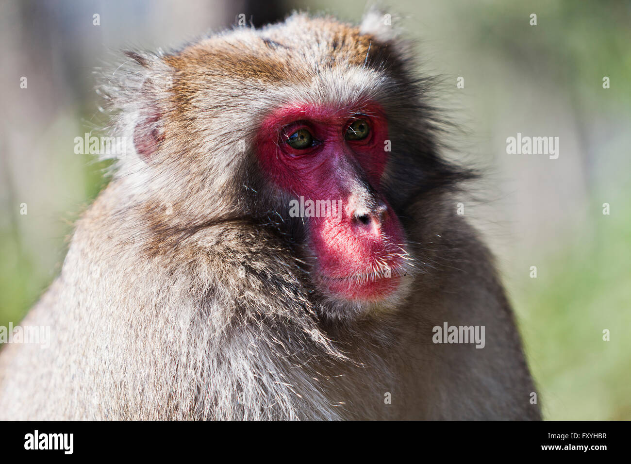 Japanese Macaque, also Snow Monkey (Macaca fuscata), captive, Landskron ...