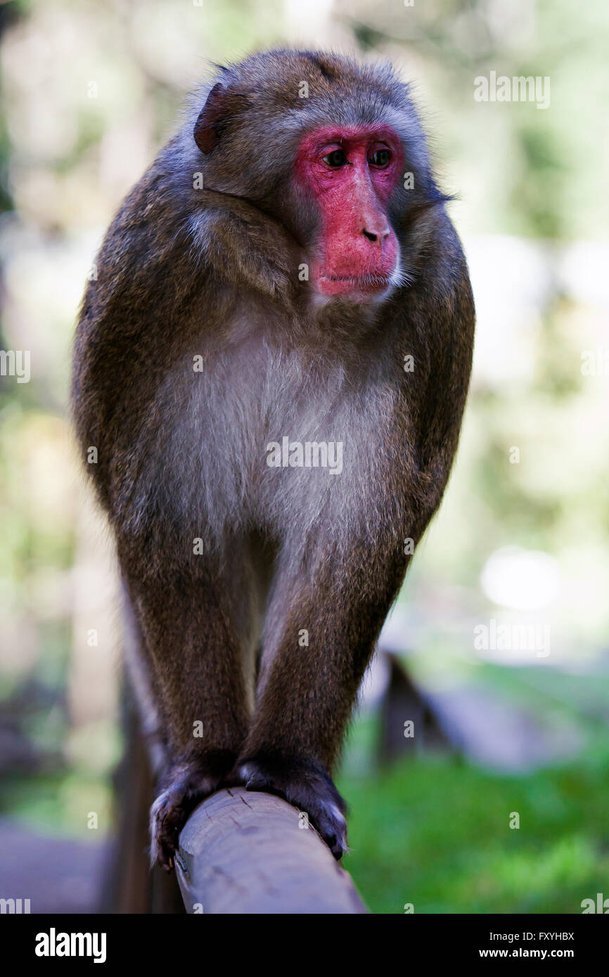 Monkey looking sideways hi-res stock photography and images - Alamy