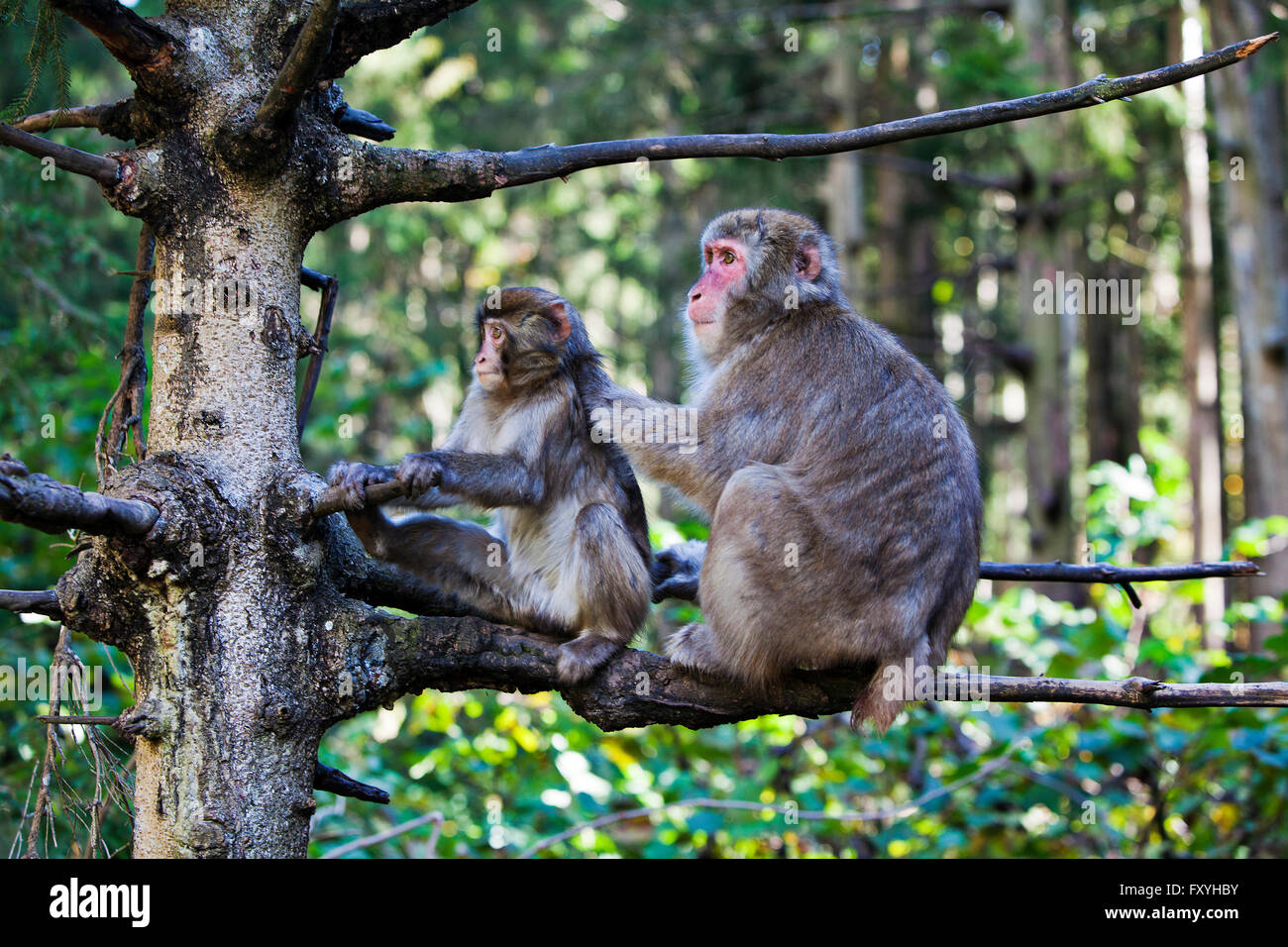 Female snow monkey with young hi-res stock photography and images - Alamy