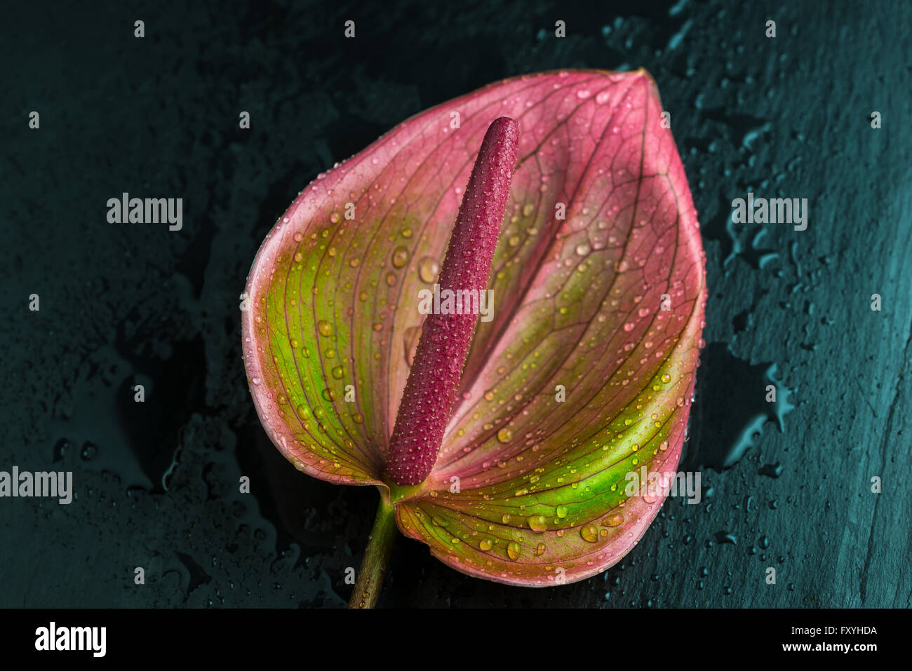 Inflorescence of anthurium hi-res stock photography and images - Alamy