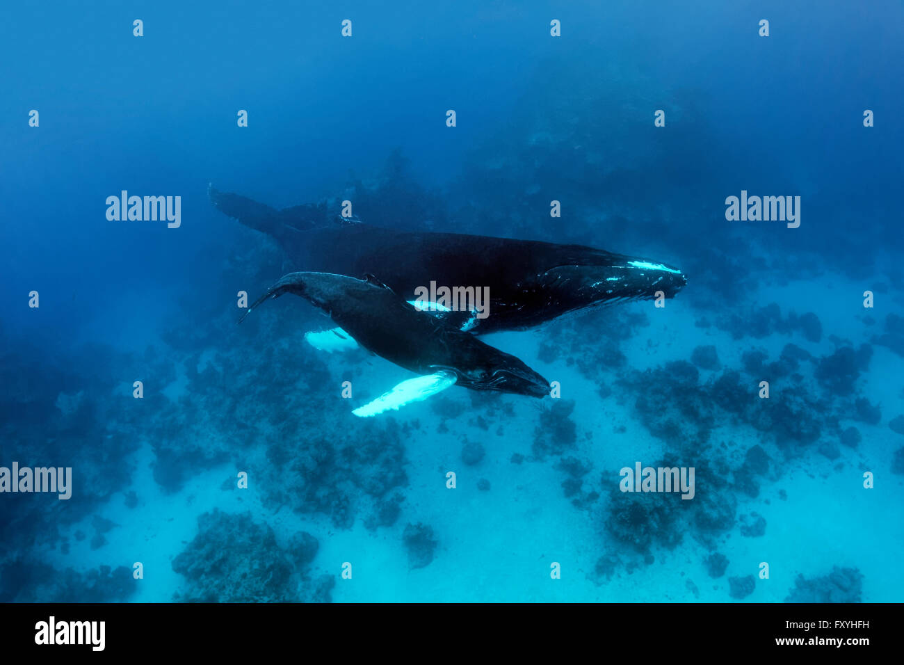 Humpback whale (Megaptera novaeangliae), female, cow, with young, calf ...
