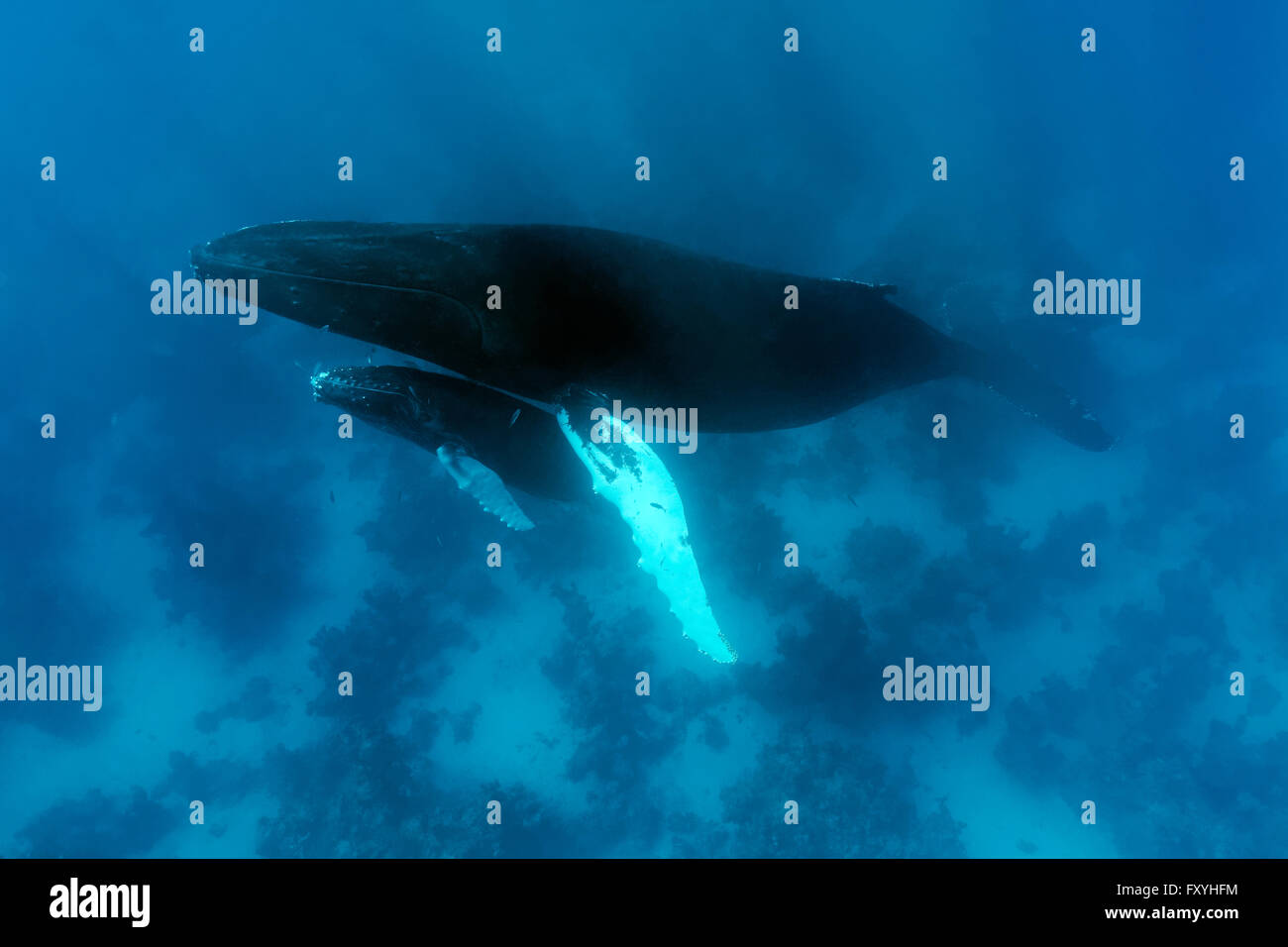 Humpback whale (Megaptera novaeangliae), female, cow, with young, calf ...