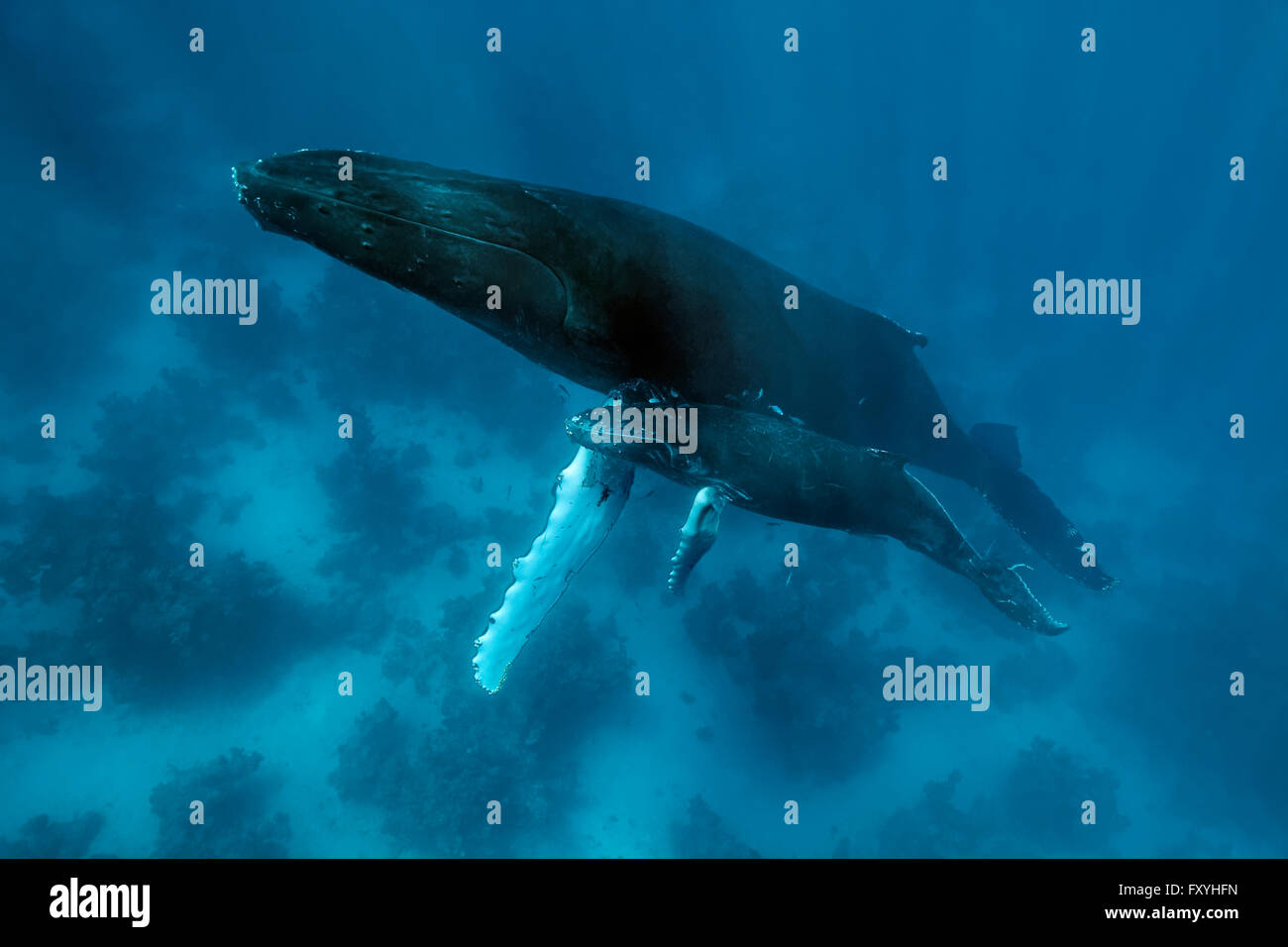Humpback whale (Megaptera novaeangliae), female, cow, with young, calf ...