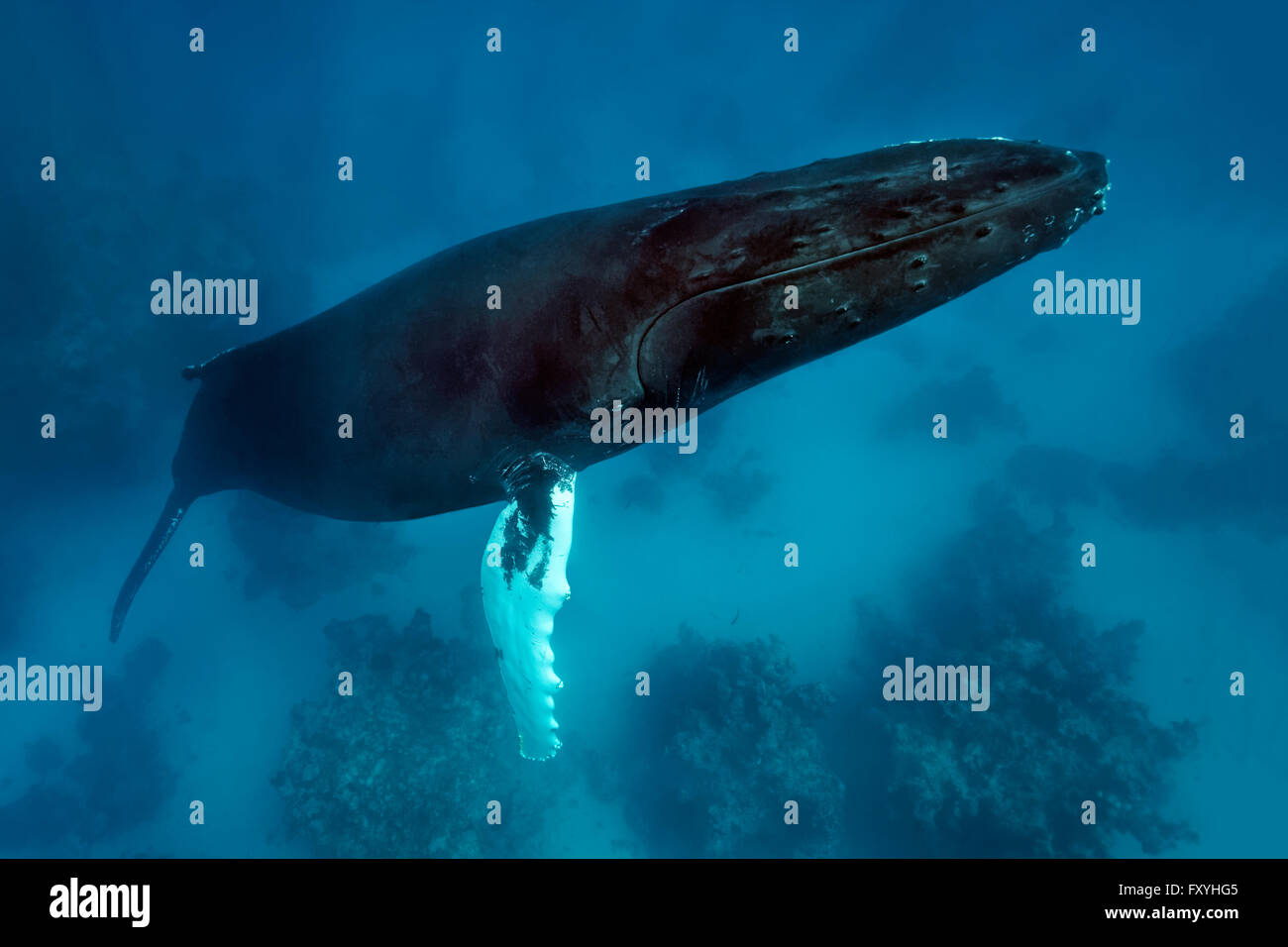 Coral Reef Whales