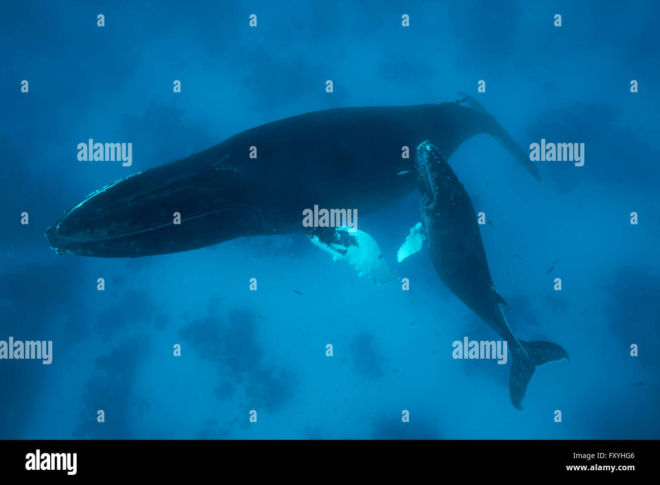 Humpback whale (Megaptera novaeangliae), female, cow, with young, calf ...