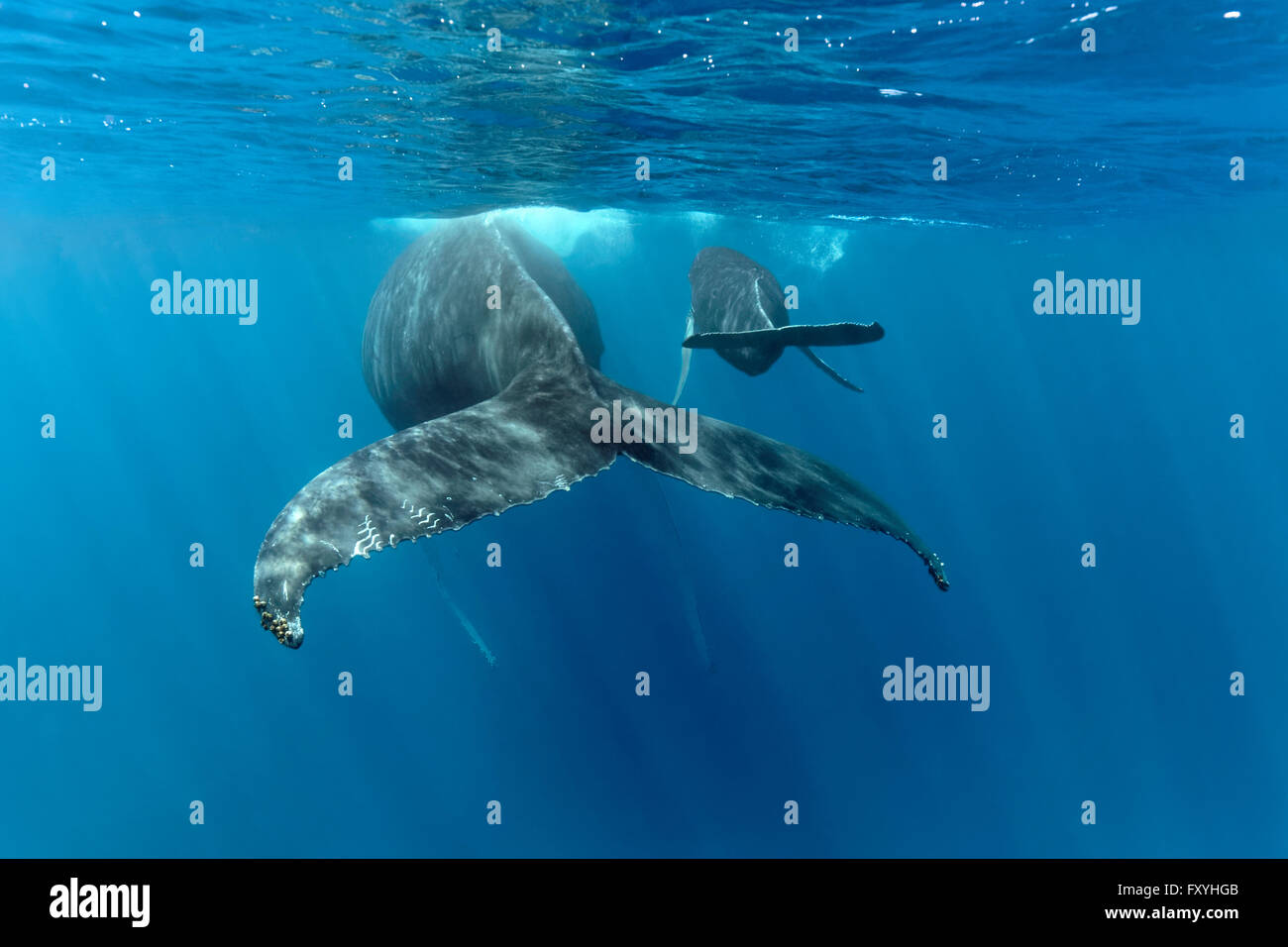 Humpback whale hi-res stock photography and images - Alamy