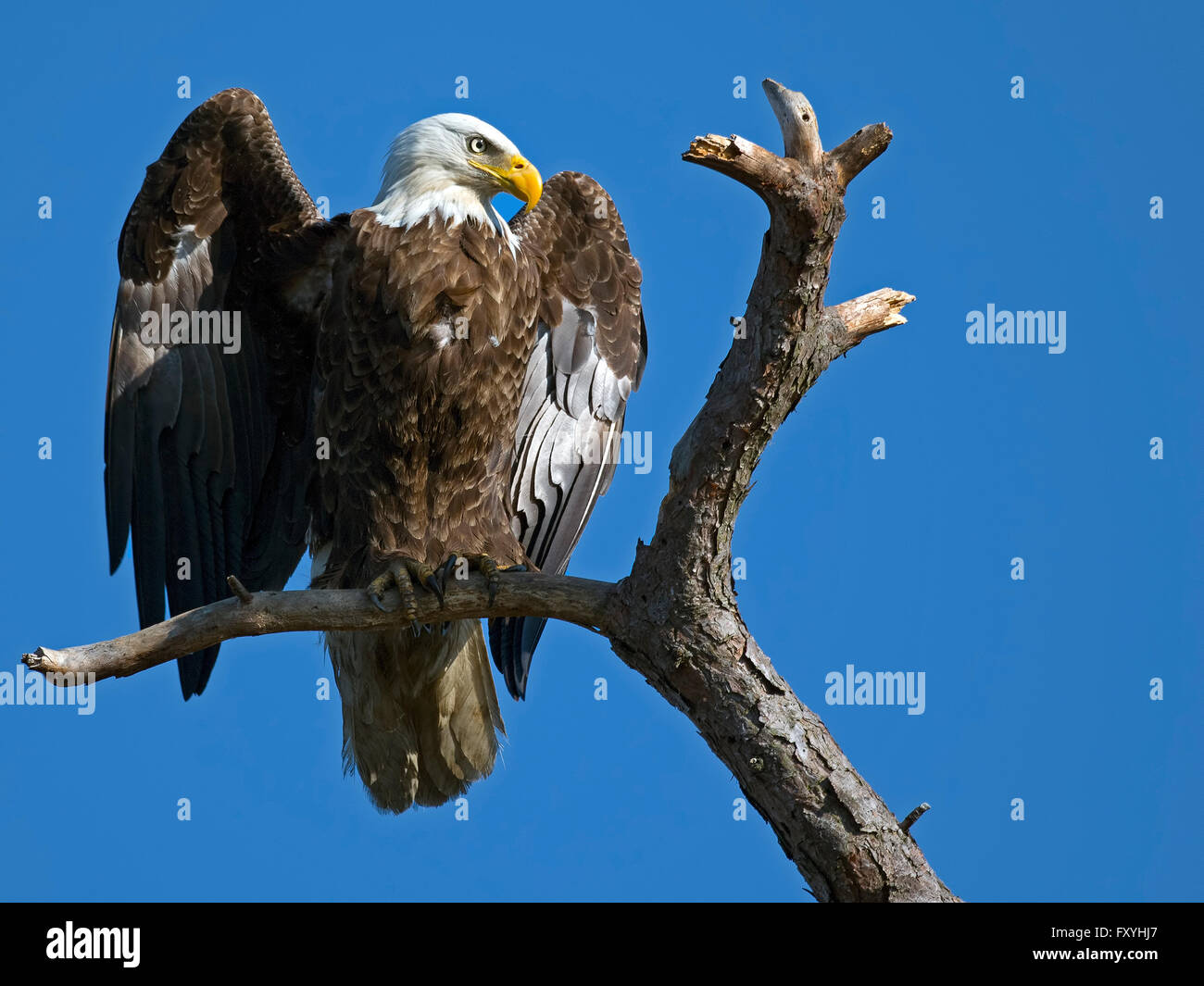 Bald Eagle in Tree Displaying Wings Stock Photo - Alamy