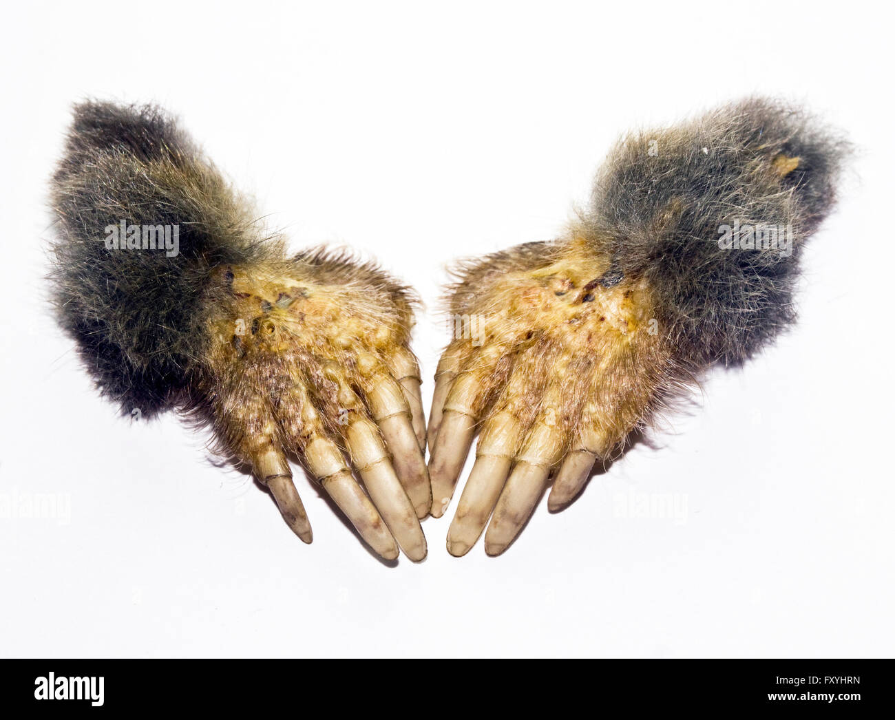 Mole Hands on white background Stock Photo - Alamy