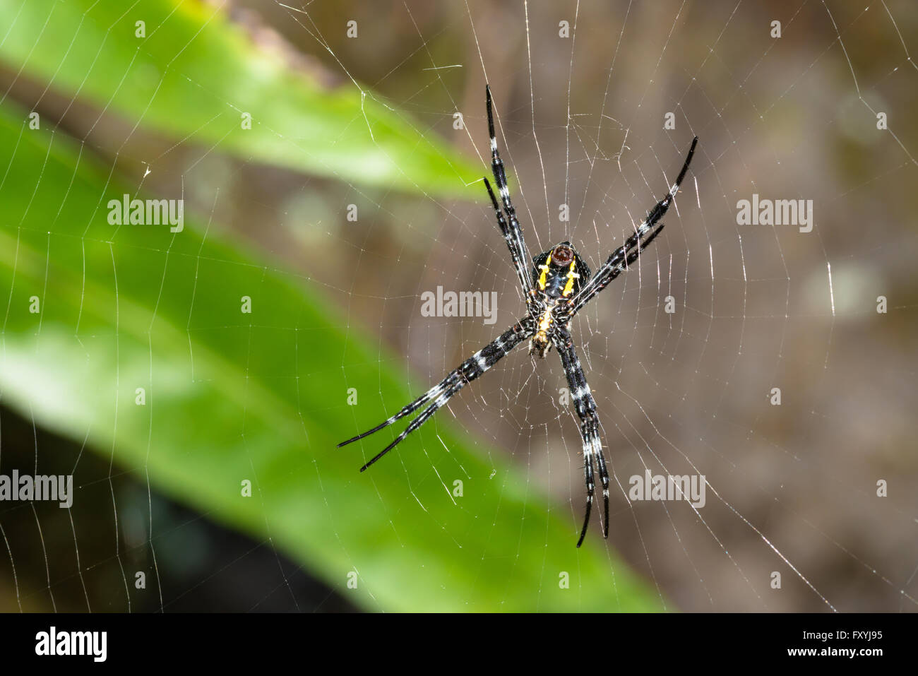 Ventral surface of the Hawaiian garden spider, Argiope appensa, as it ...