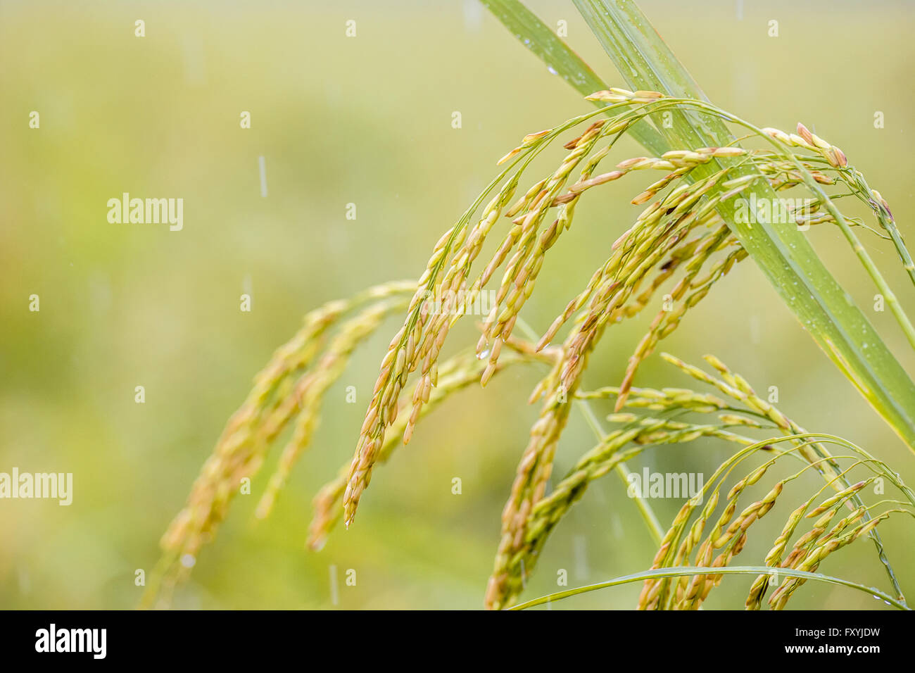 Rain water to mature rice Stock Photo - Alamy