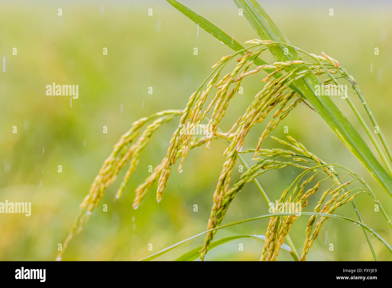 Rain water to mature rice Stock Photo - Alamy