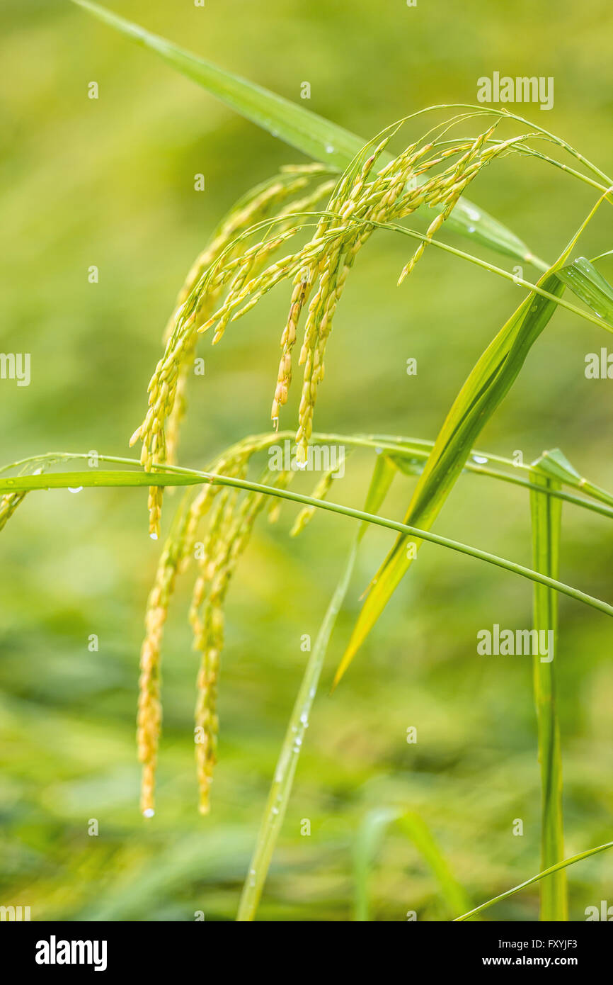 Mature rice hi-res stock photography and images - Alamy