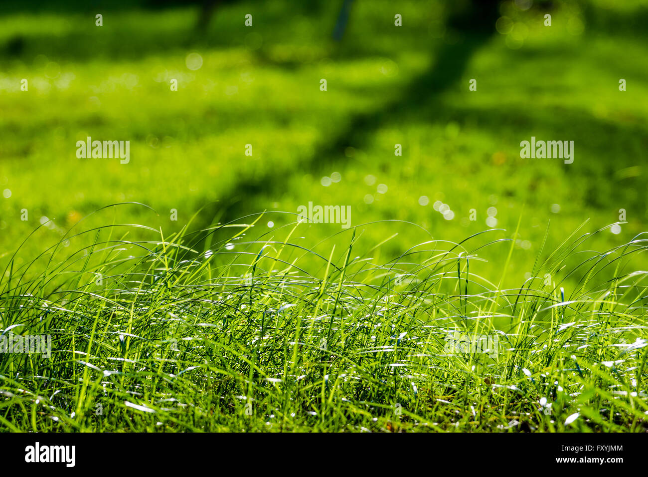 The sunshine of green Stock Photo - Alamy