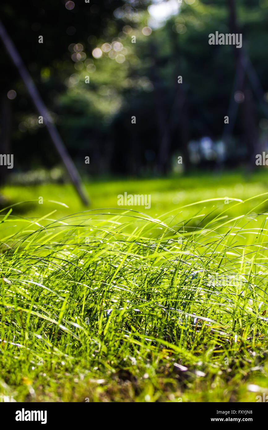 The sunshine of green Stock Photo - Alamy