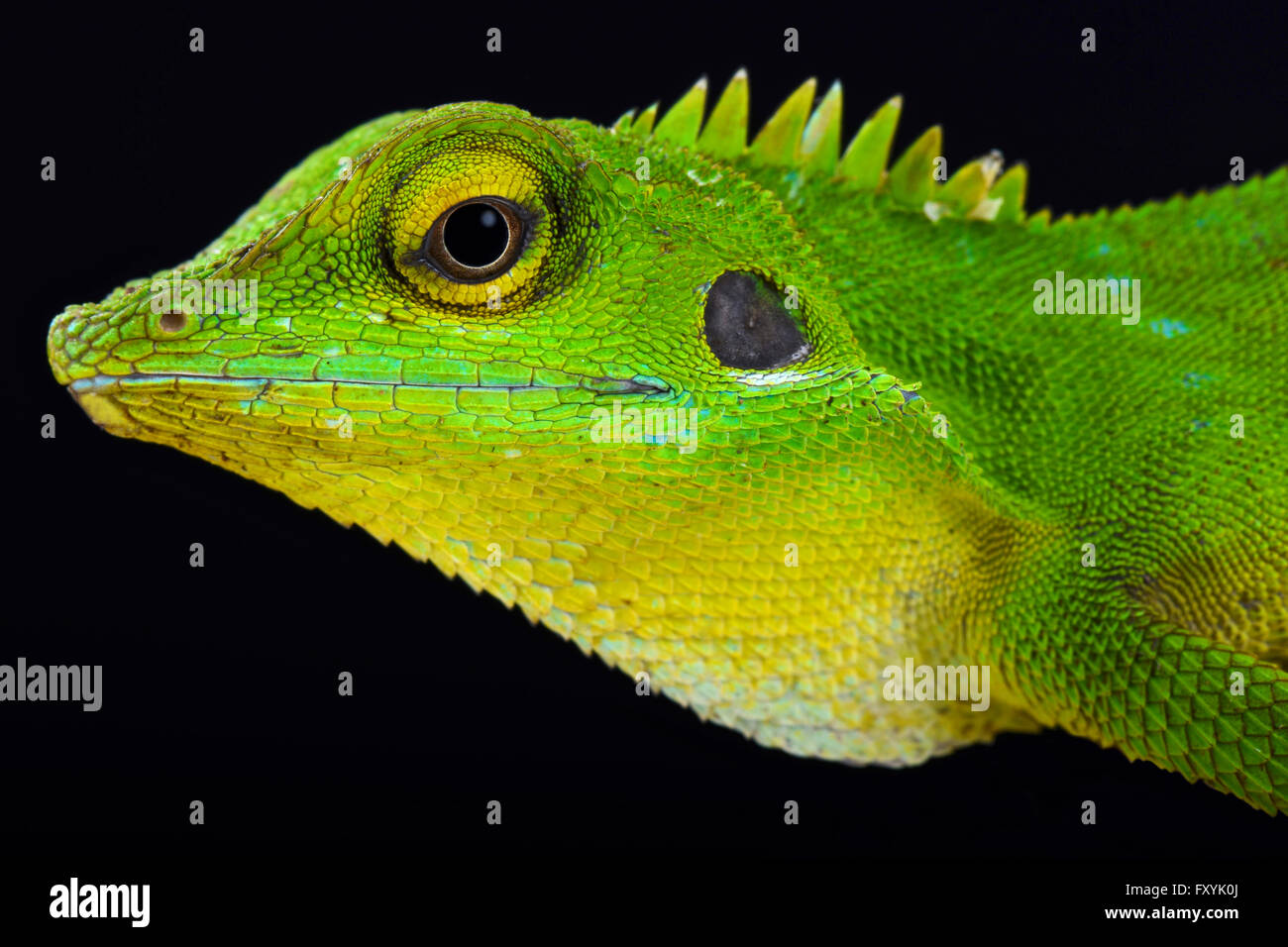 Green crested lizard (Bronchocela cristatella Stock Photo - Alamy