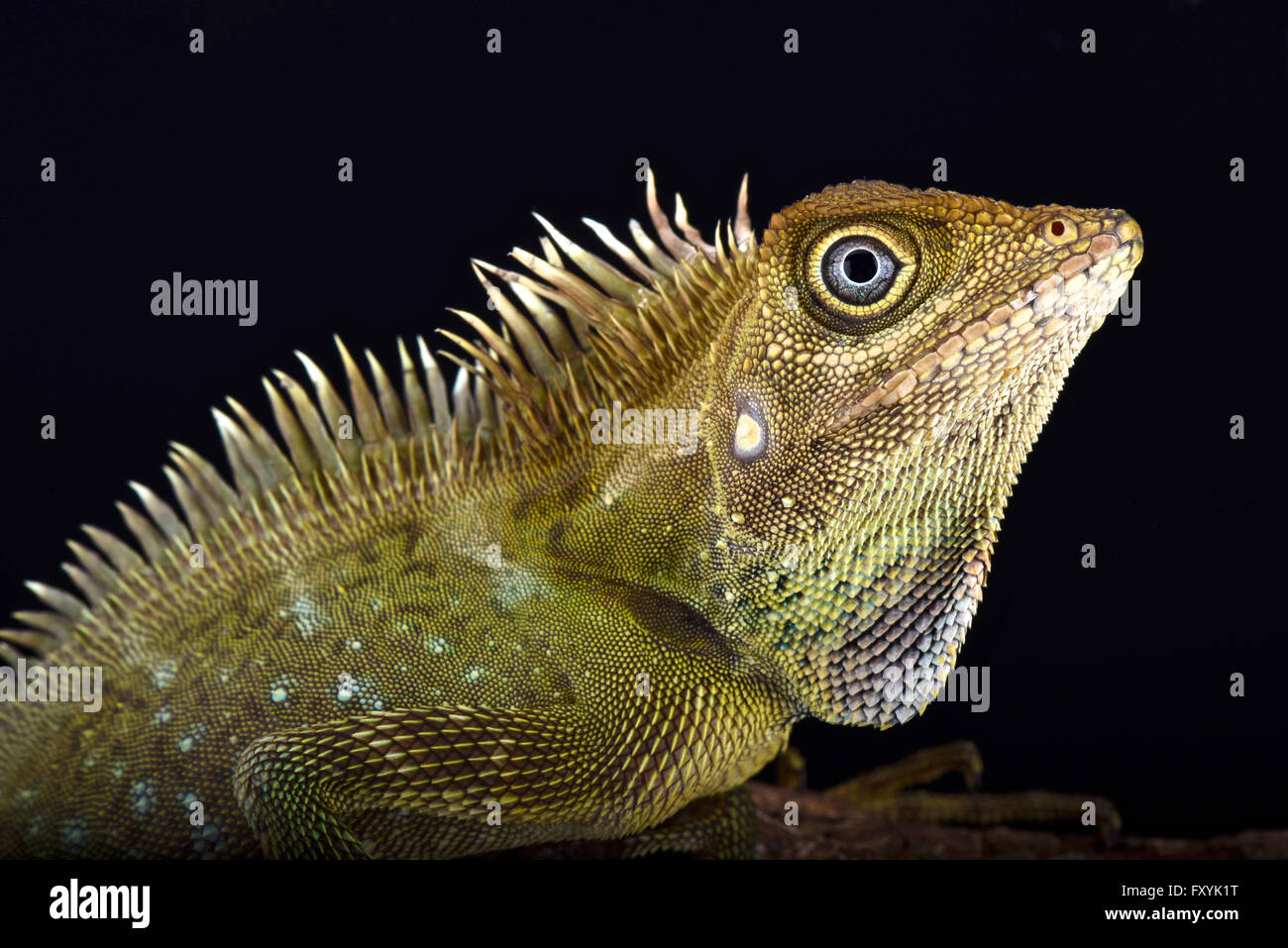 Bells angle head lizard hi-res stock photography and images - Alamy