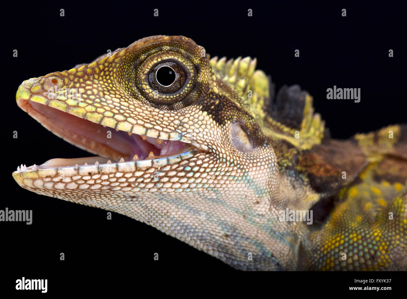 Angry lizard hi-res stock photography and images - Alamy