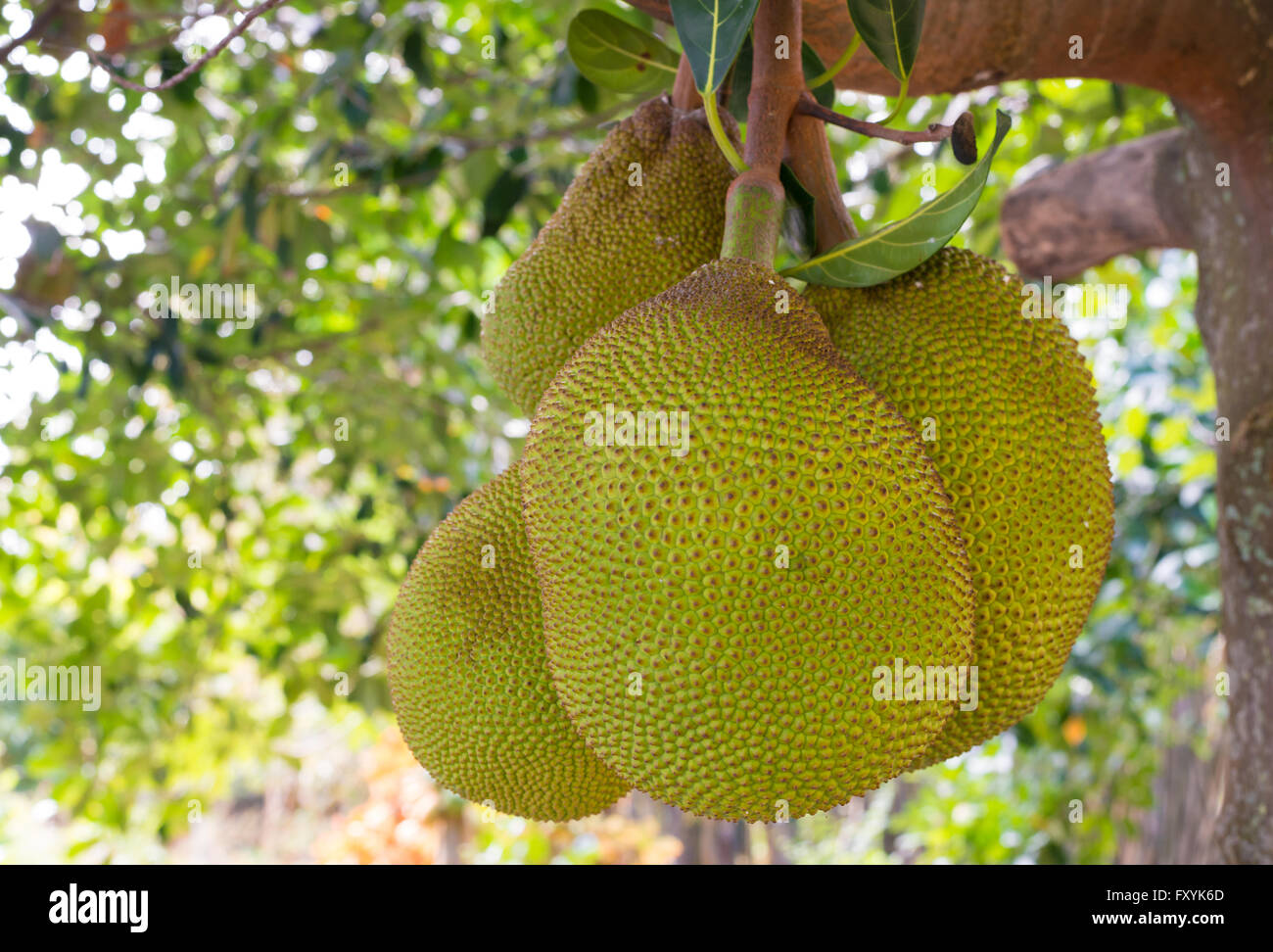 Breadfruit tree hawaii hi-res stock photography and images - Alamy