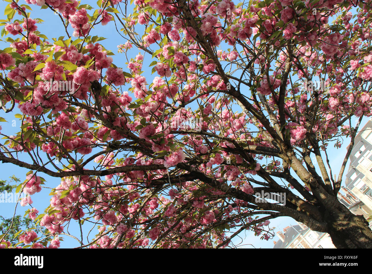 Blossoming cherry tree in a Japanese garden in Nantes (France Stock ...