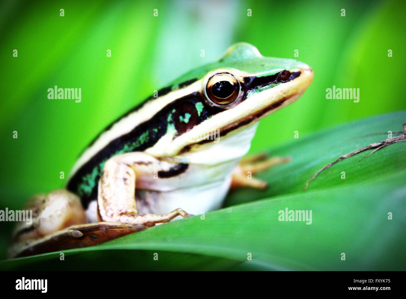 Tree frog crawling between leafs in jungle Stock Photo - Alamy