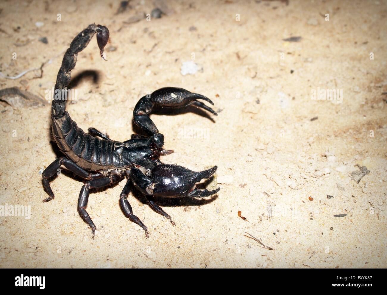 Scorpionida hi-res stock photography and images - Alamy