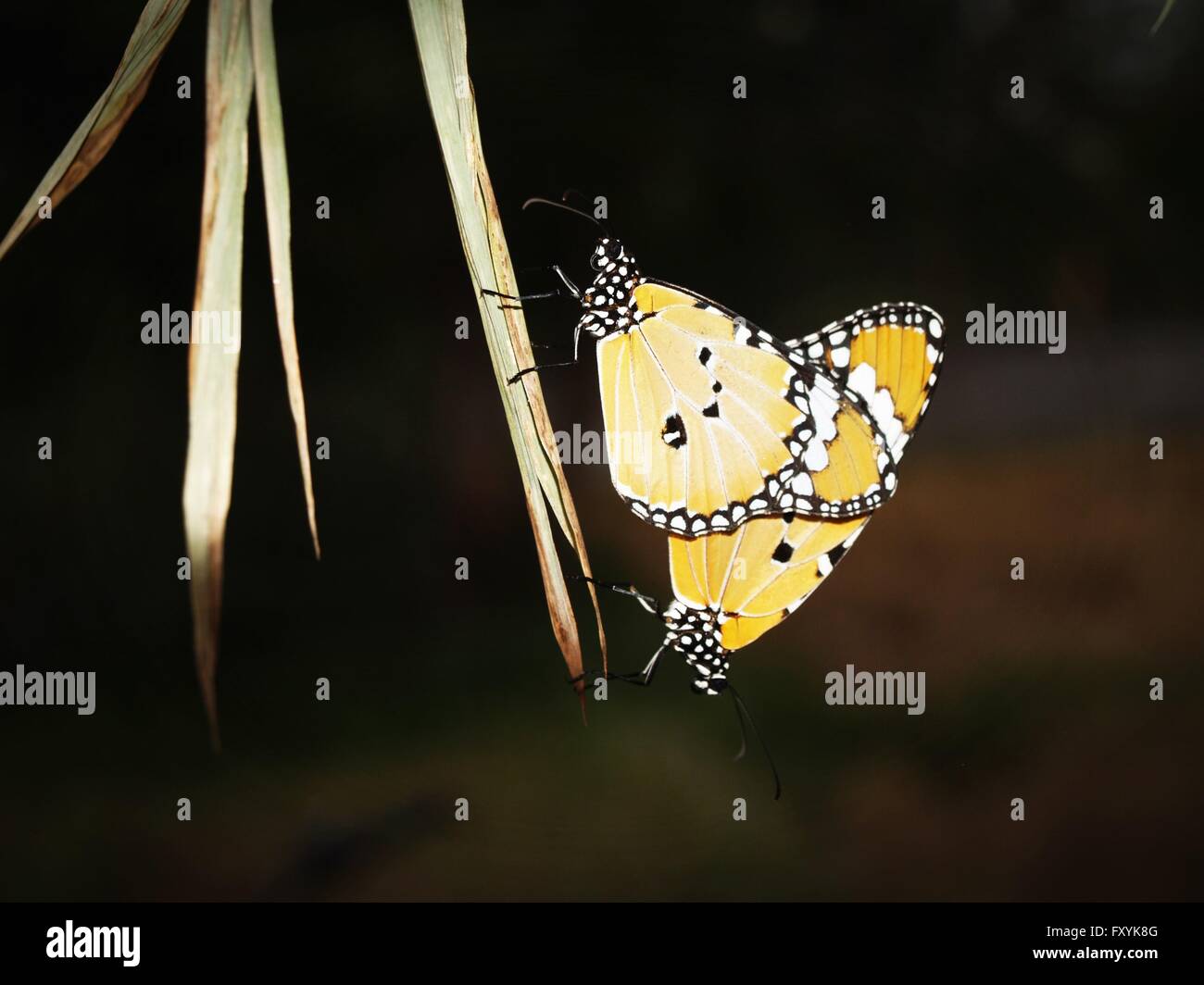 Butterfly Stock Photos Stock Photo - Alamy