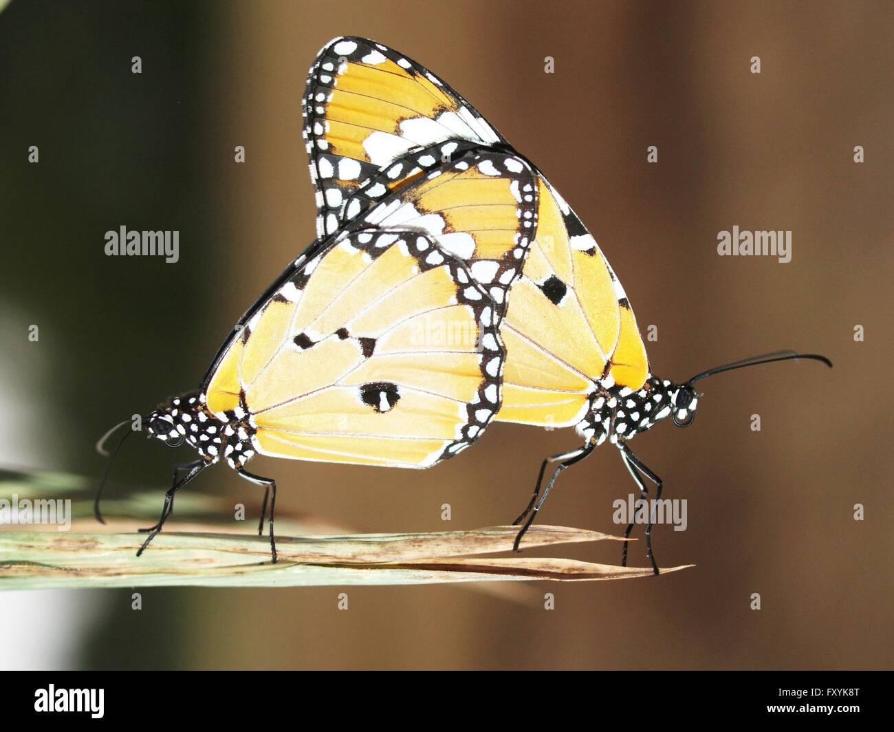 Butterfly Stock Photos Stock Photo - Alamy