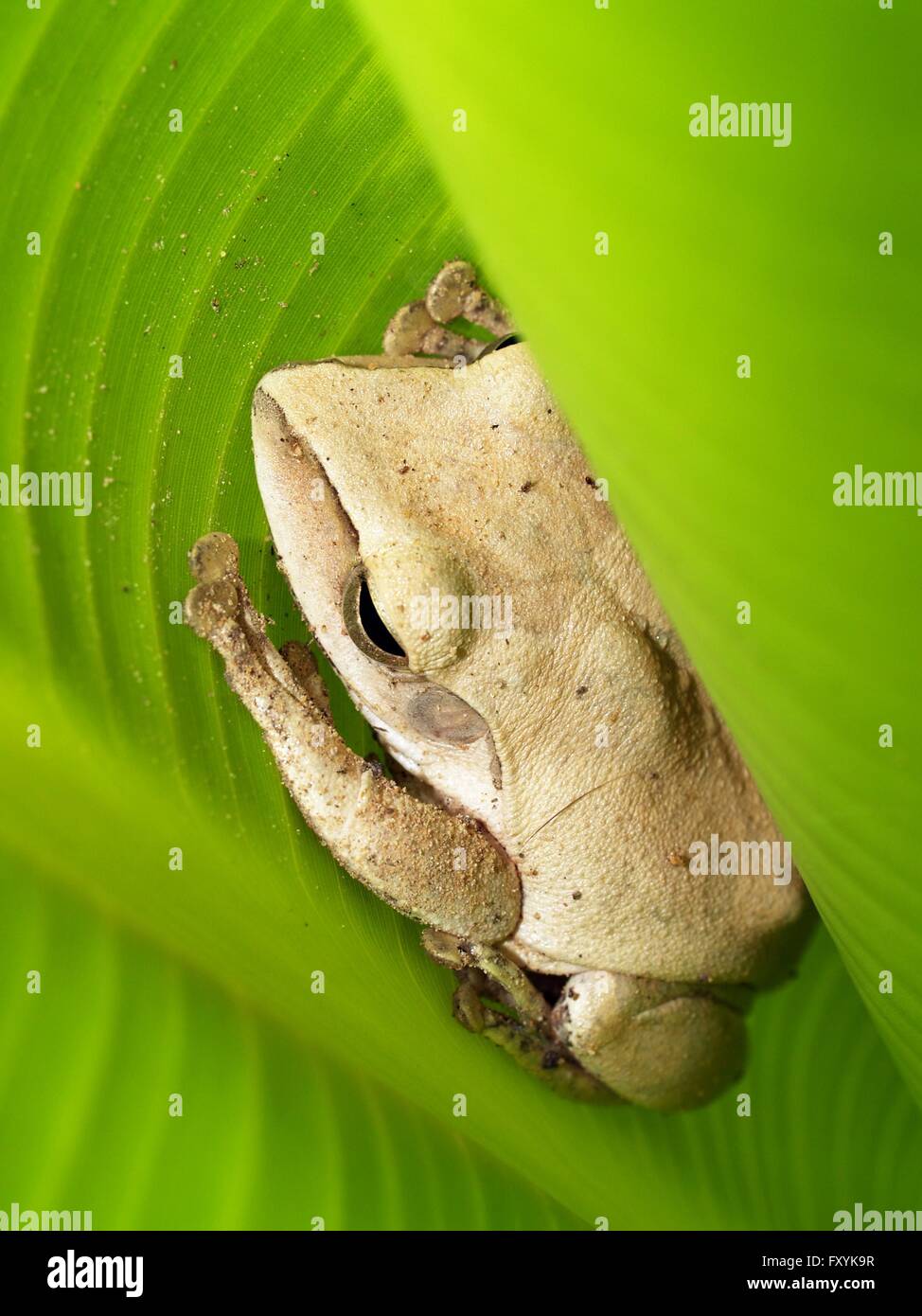 Common tree frog Stock Photo - Alamy