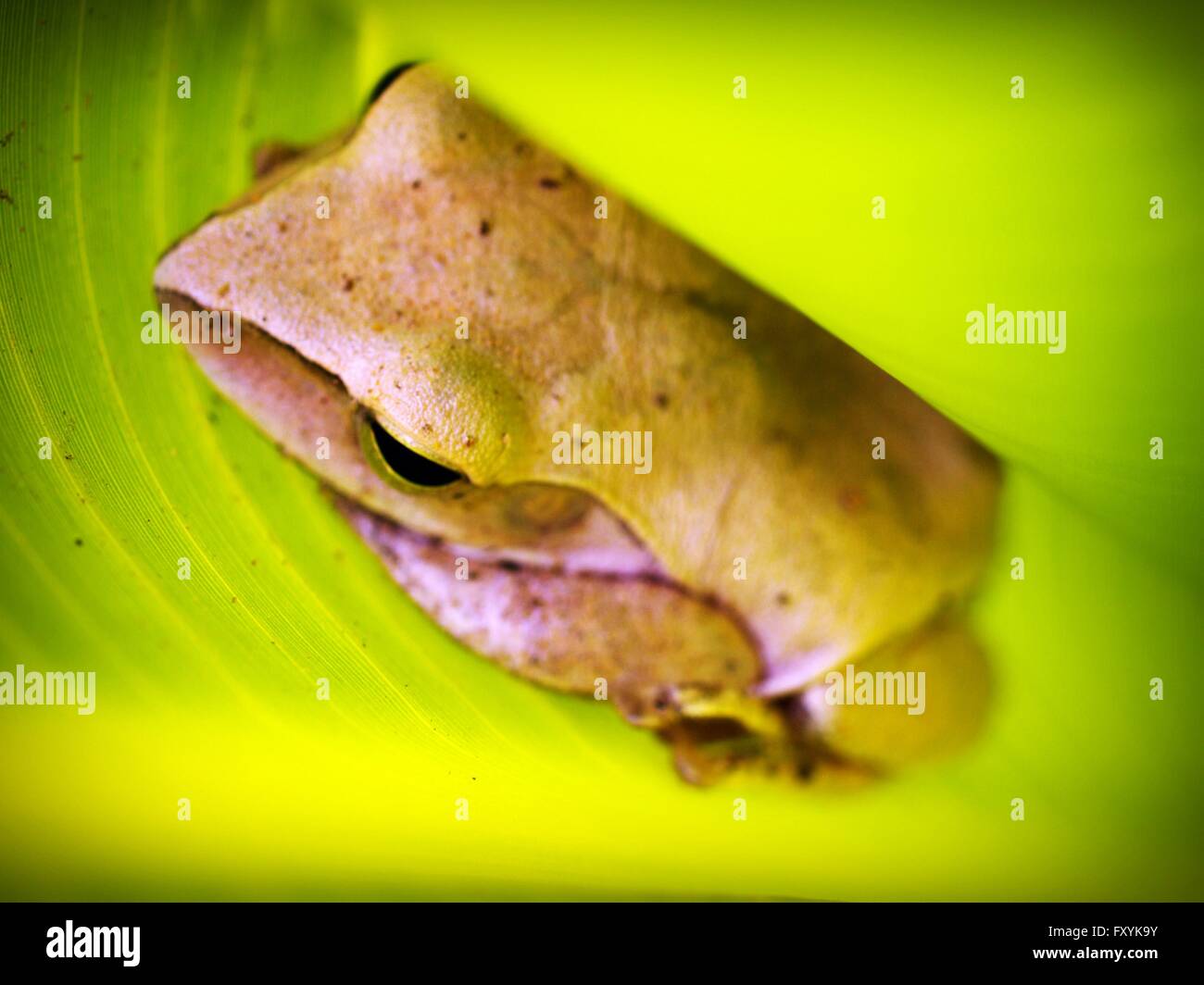 Common tree frog Stock Photo - Alamy