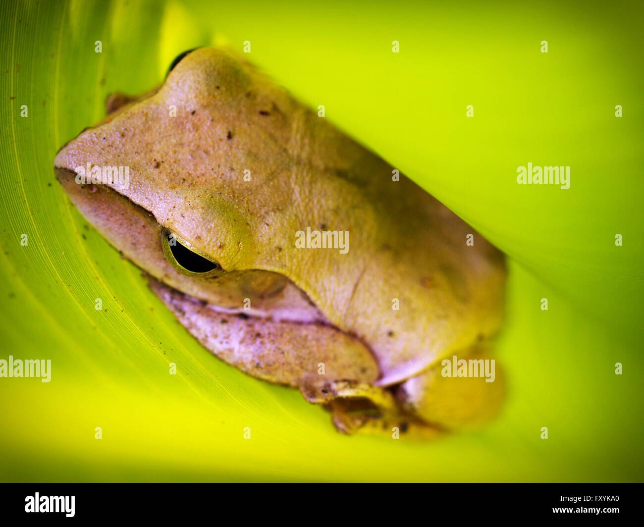 Common tree frog Stock Photo - Alamy