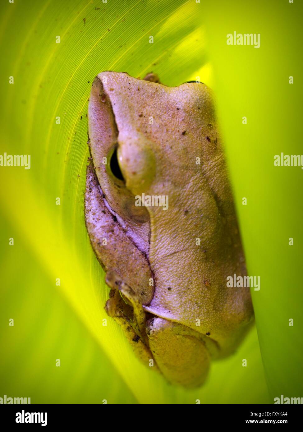 Common tree frog Stock Photo - Alamy