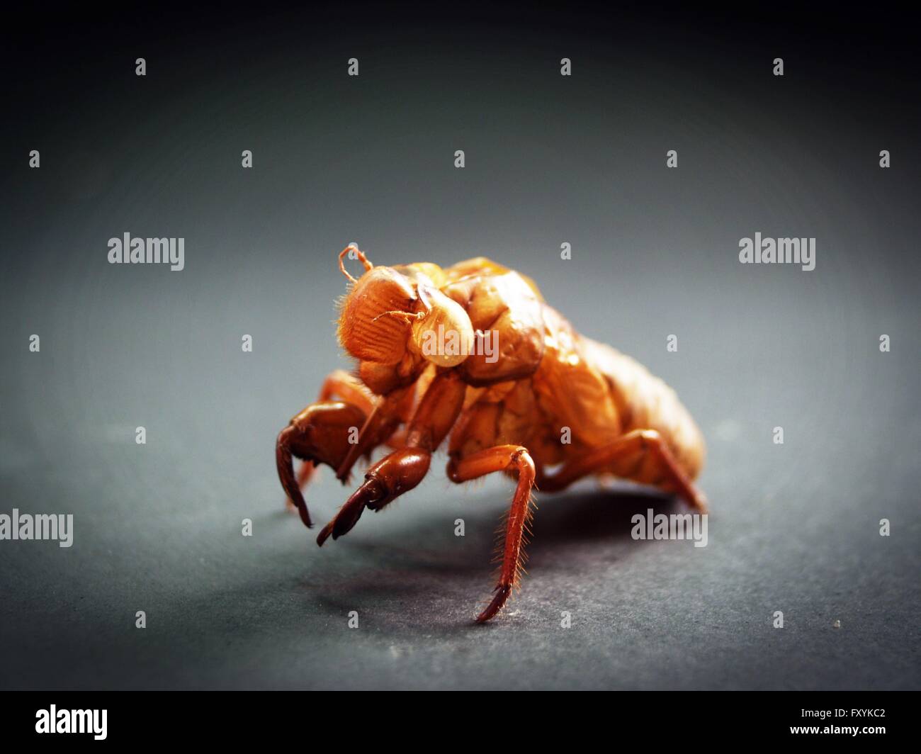 cicada slough Stock Photo Stock Photo - Alamy
