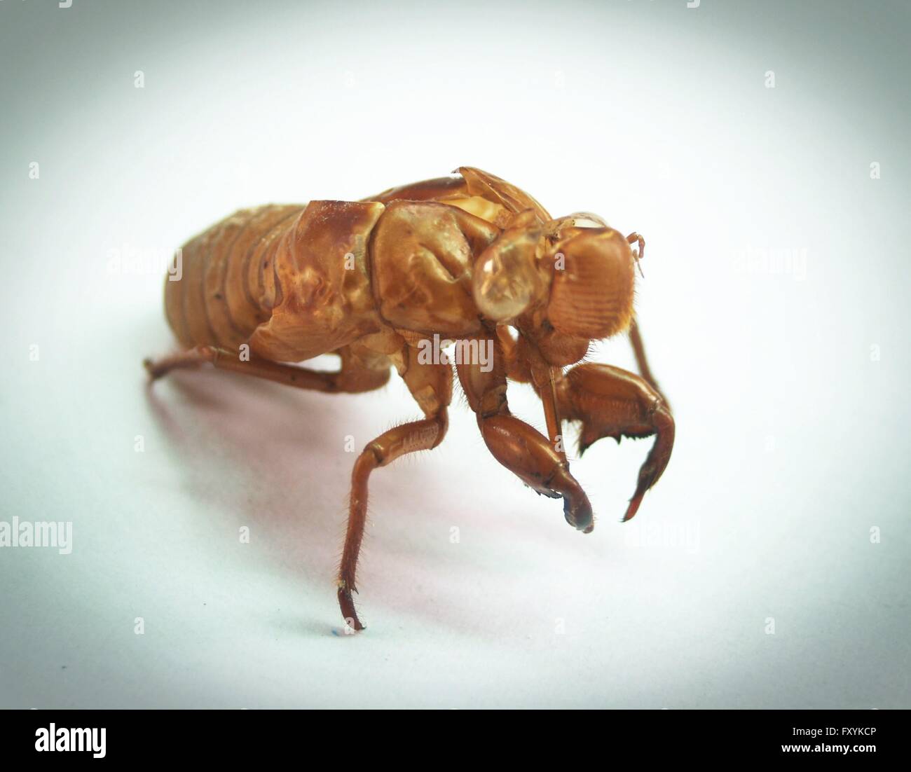 cicada slough Stock Photo Stock Photo - Alamy