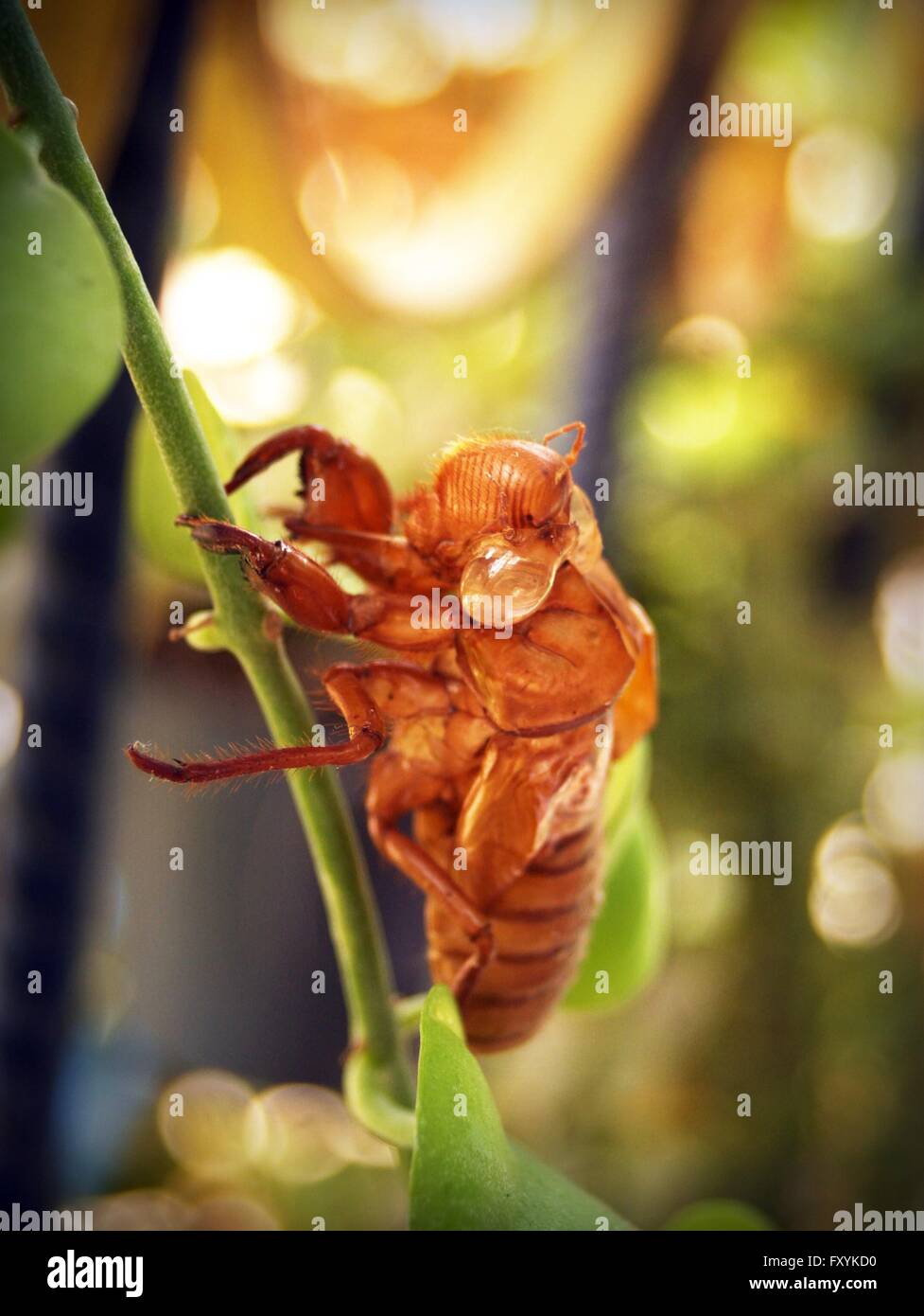 cicada slough Stock Photo Stock Photo - Alamy