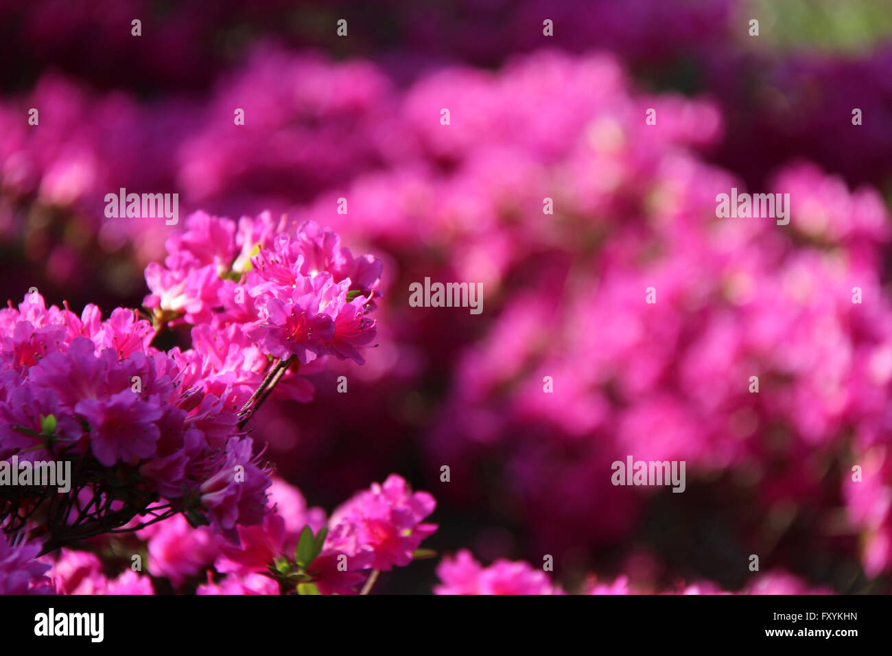 Blossoming shrubs in a Japanese garden in Nantes (France Stock Photo ...