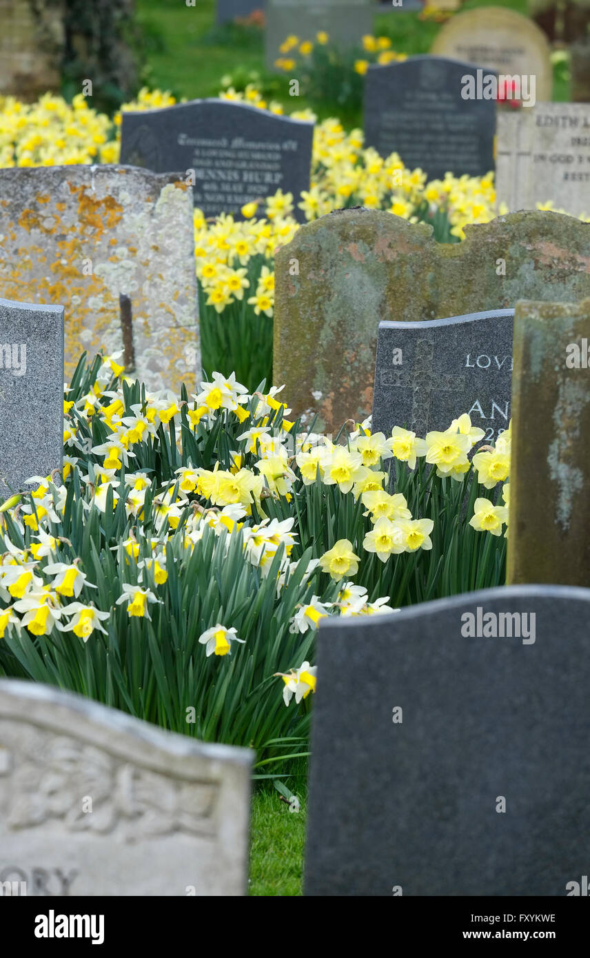 Daffodils at cemetery hi-res stock photography and images - Alamy