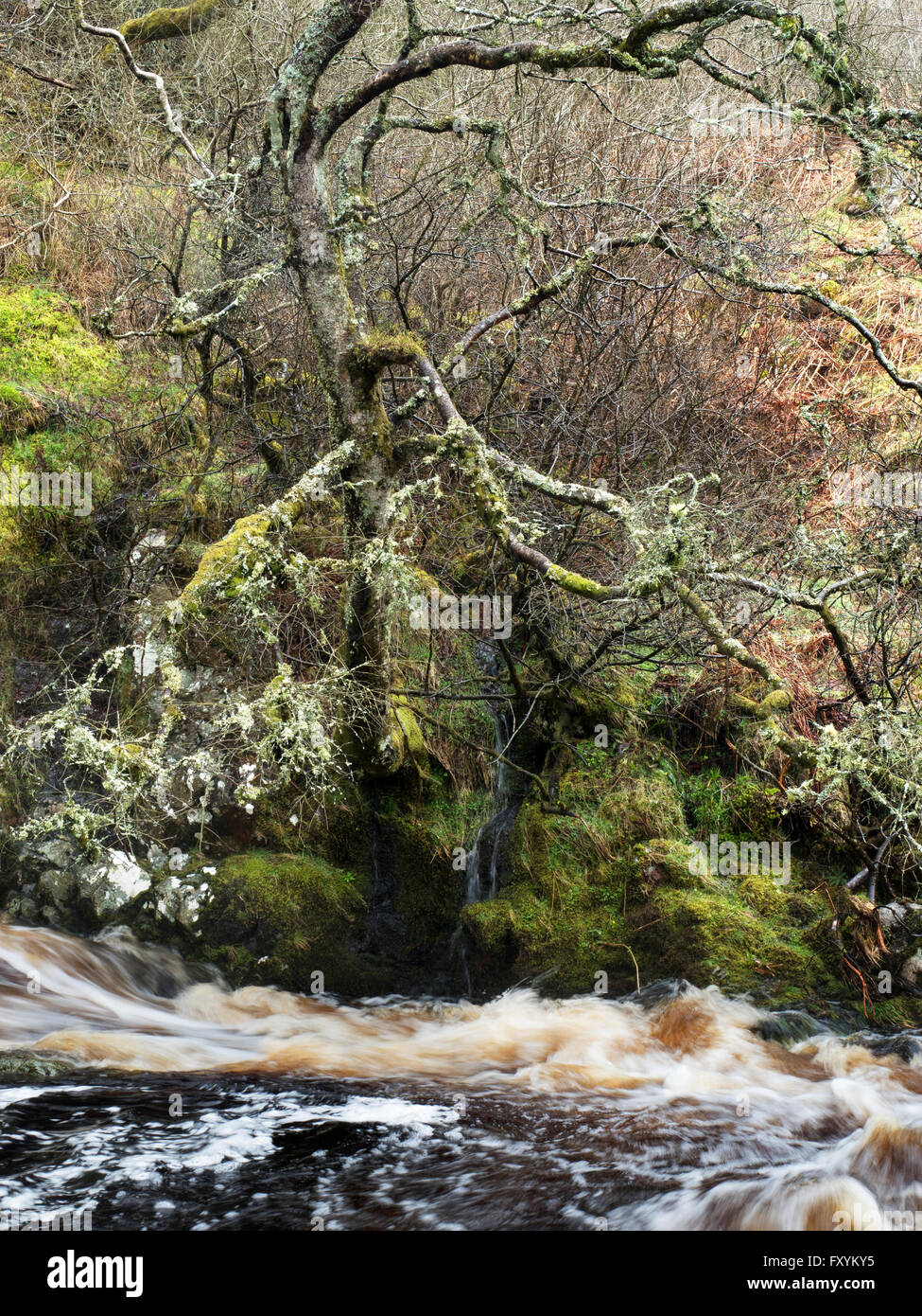 Lichen covered tree by Linhope Burn in the Ingram Valley Northumberland ...