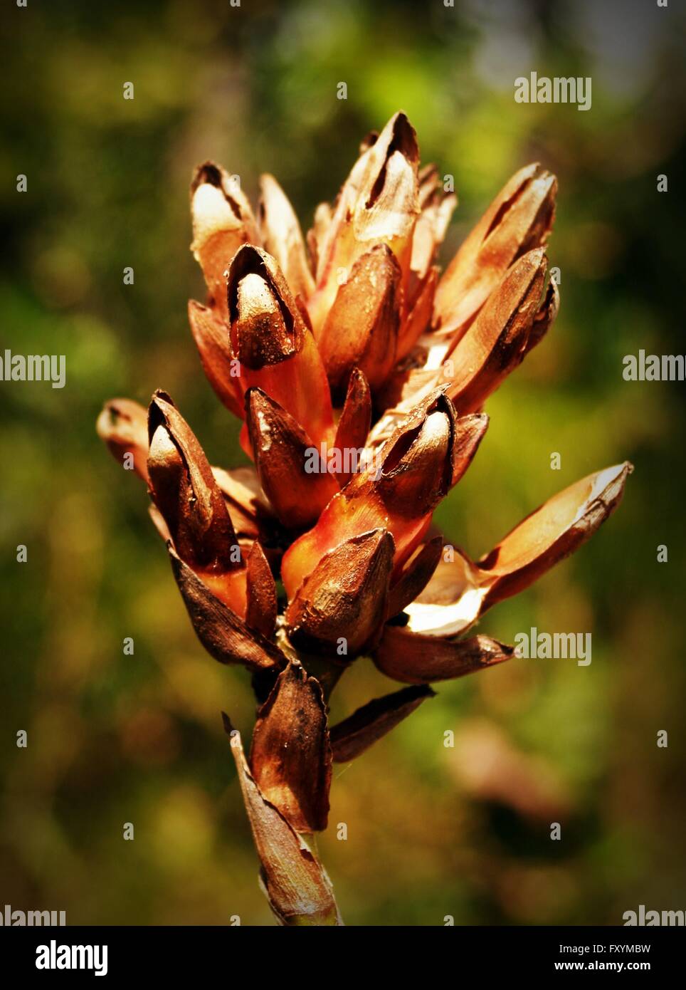 wild flower field Stock Photo - Alamy