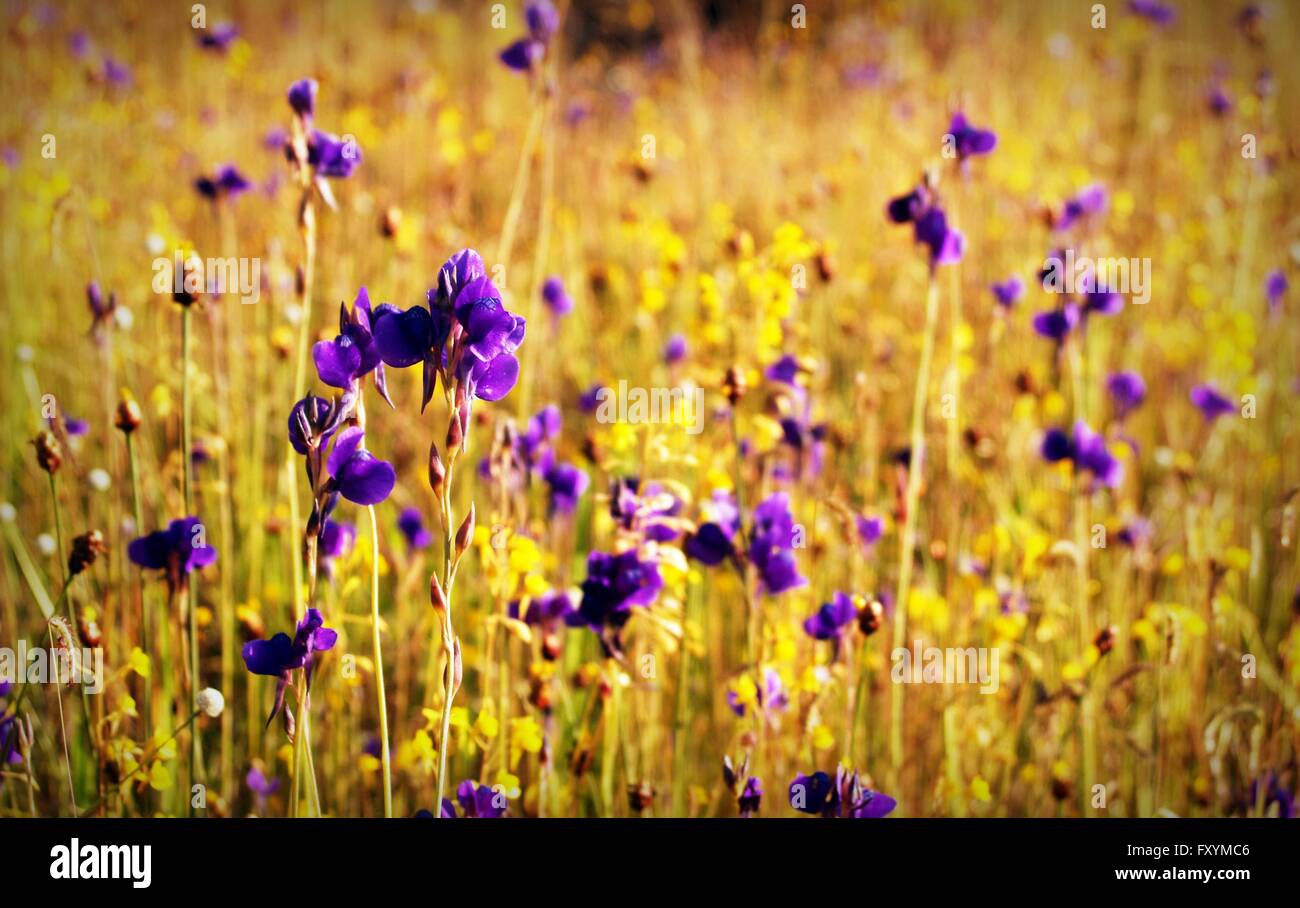 wild flower field Stock Photo - Alamy